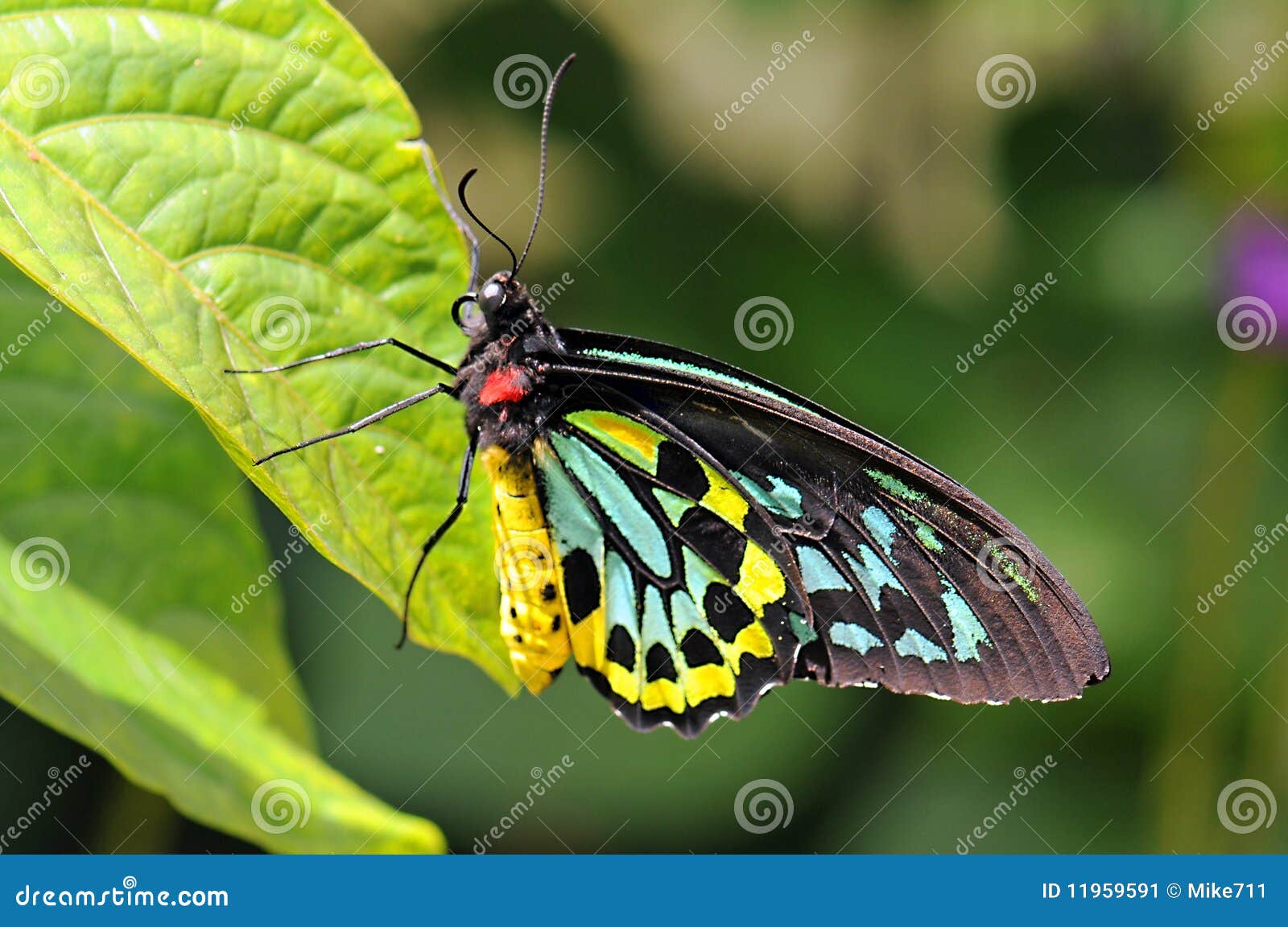 Colorful Butterfly stock image. Image of summer, butterflies - 11959591
