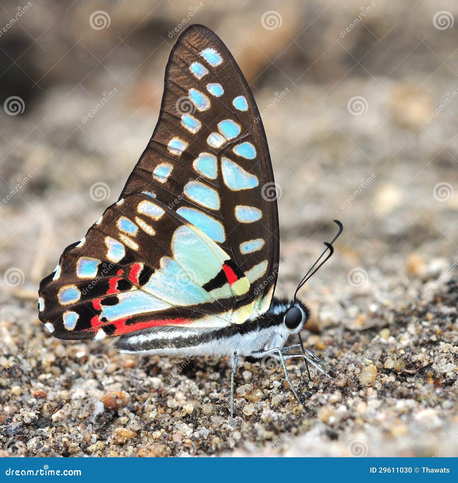 Colorful butterfly stock photo. Image of colorful, wildlife - 29611030