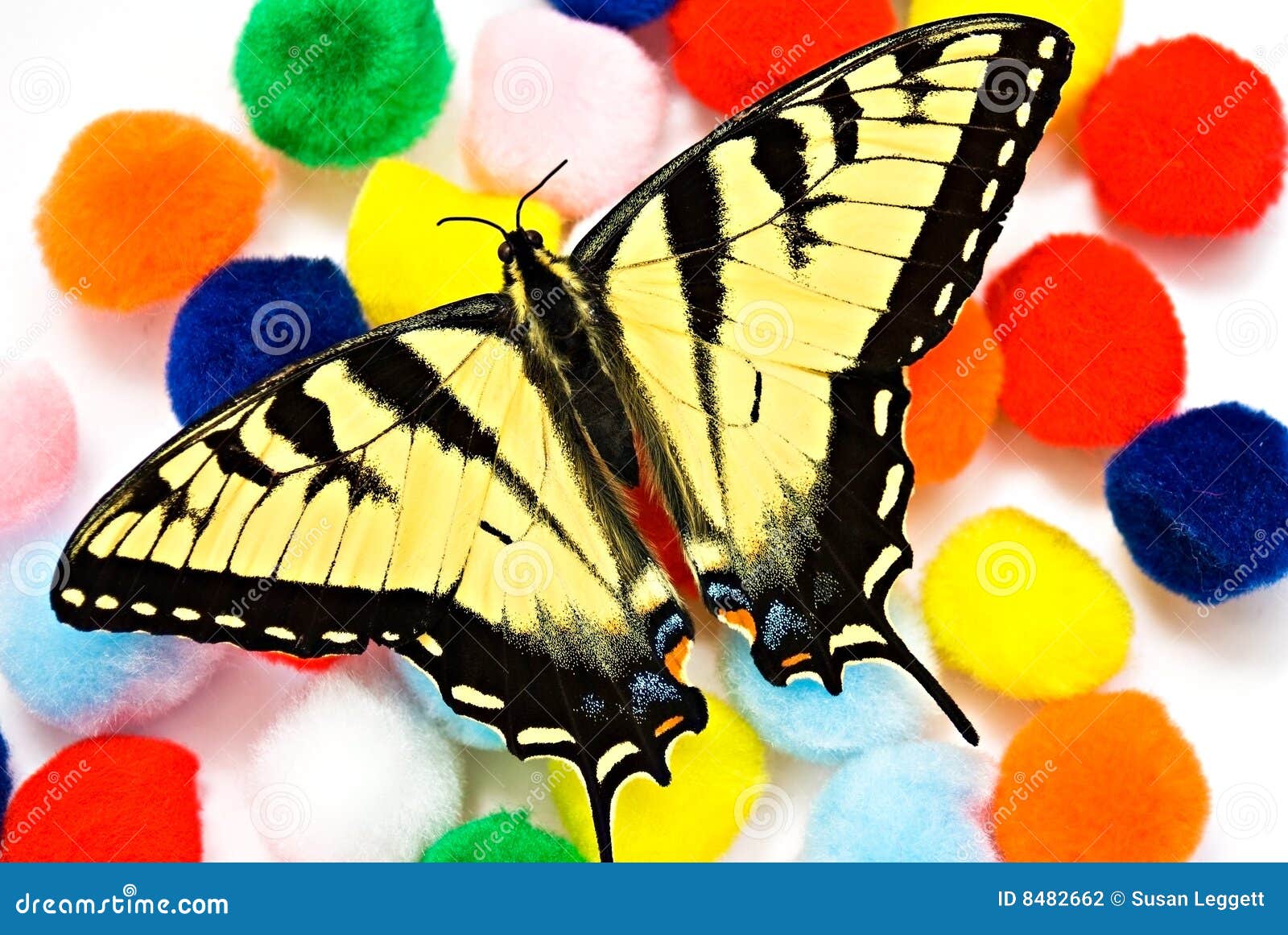 Colorful Butterfly Background Stock Photo - Image of vivid, concept ...