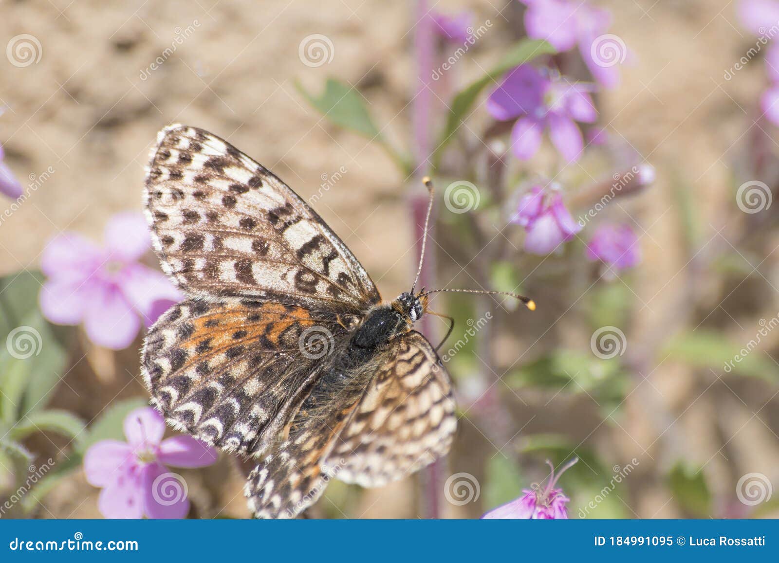 Colorful Butterfly in a Beautiful Meadow Stock Image - Image of macro ...