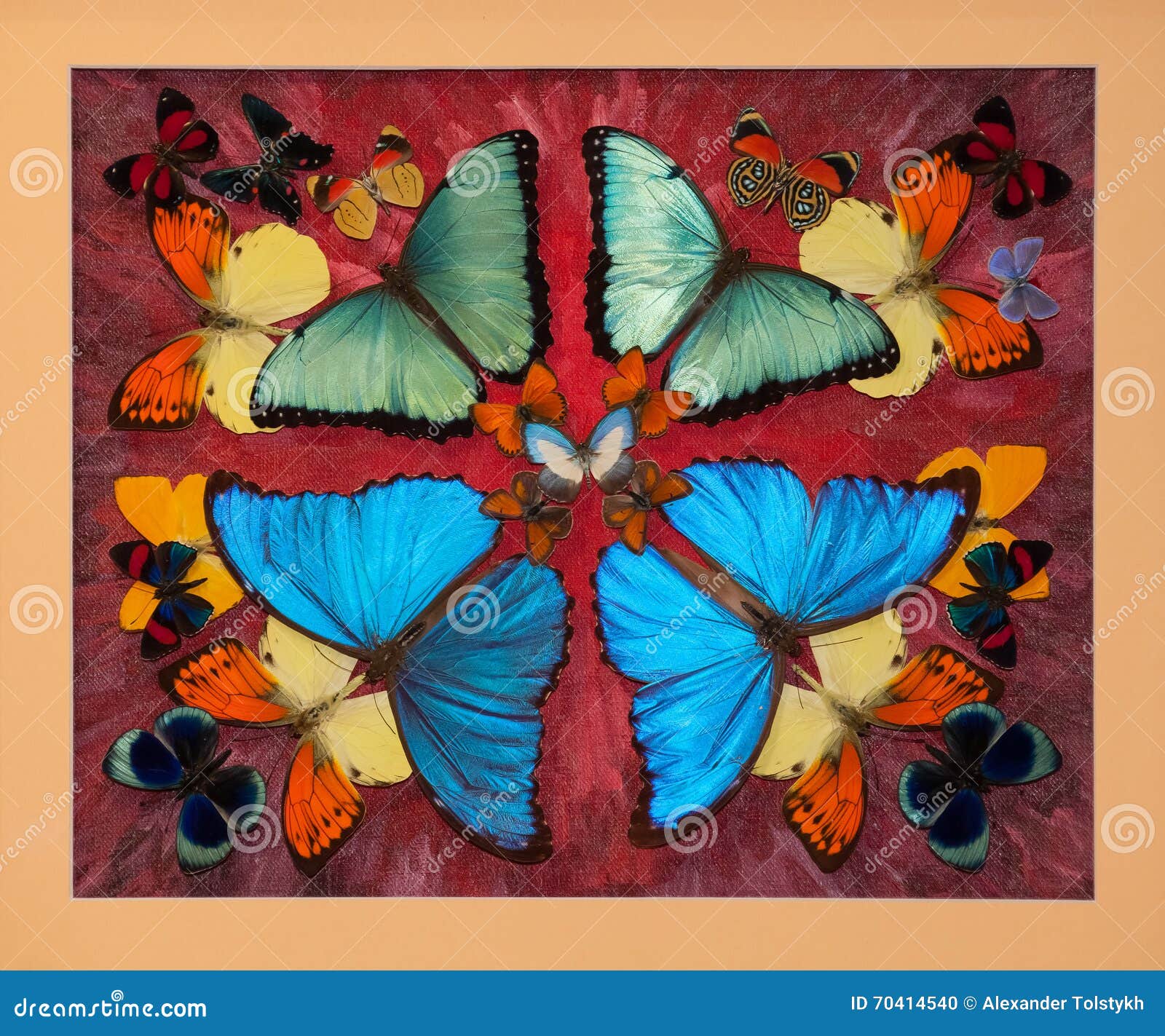 Colorful Butterfly Collection Stock Photo - Image of macro, isolated ...