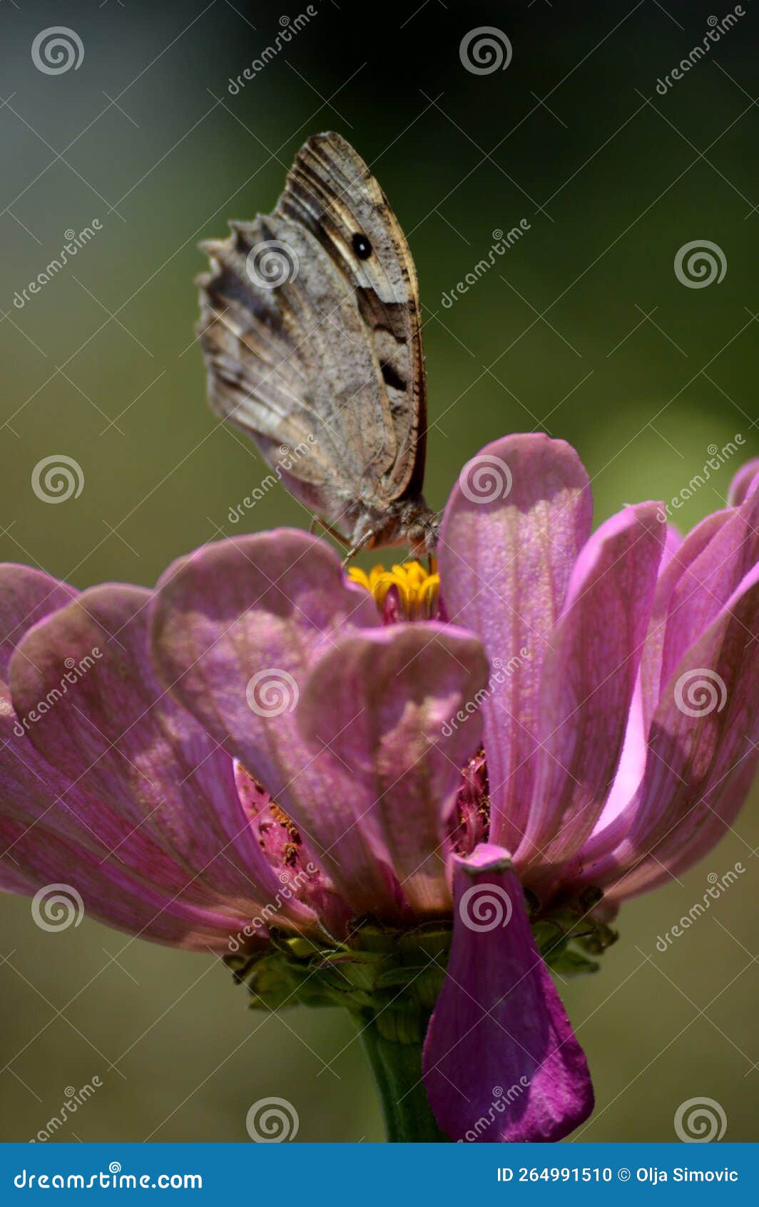 Colorful Butterfly on a Flower Stock Photo - Image of nature ...