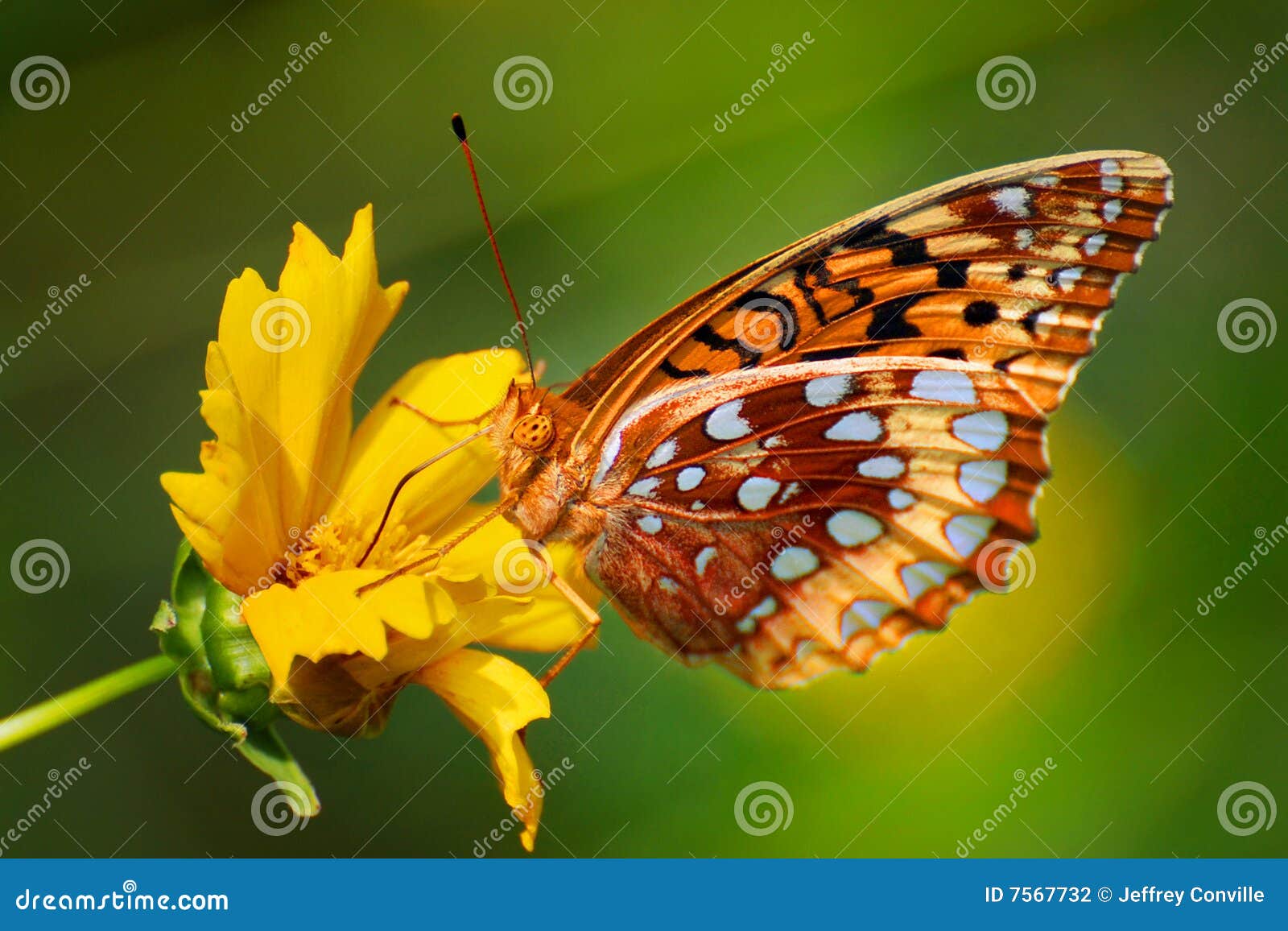 Colorful Butterfly on Flower Stock Photo - Image of pollinates ...
