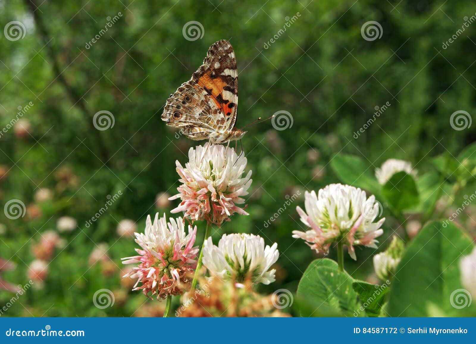 Colorful Butterfly is Going To Take Off from Flower Stock Photo - Image ...