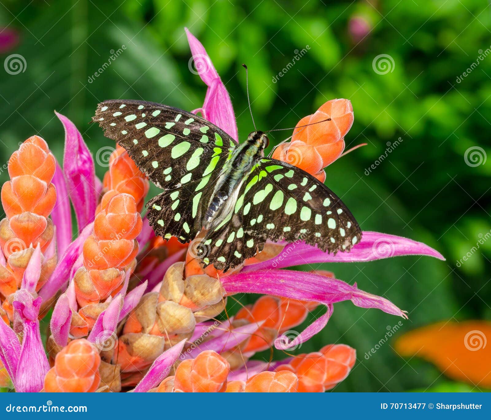 Butterfly Float Like Stock Photos - Free & Royalty-Free Stock Photos ...