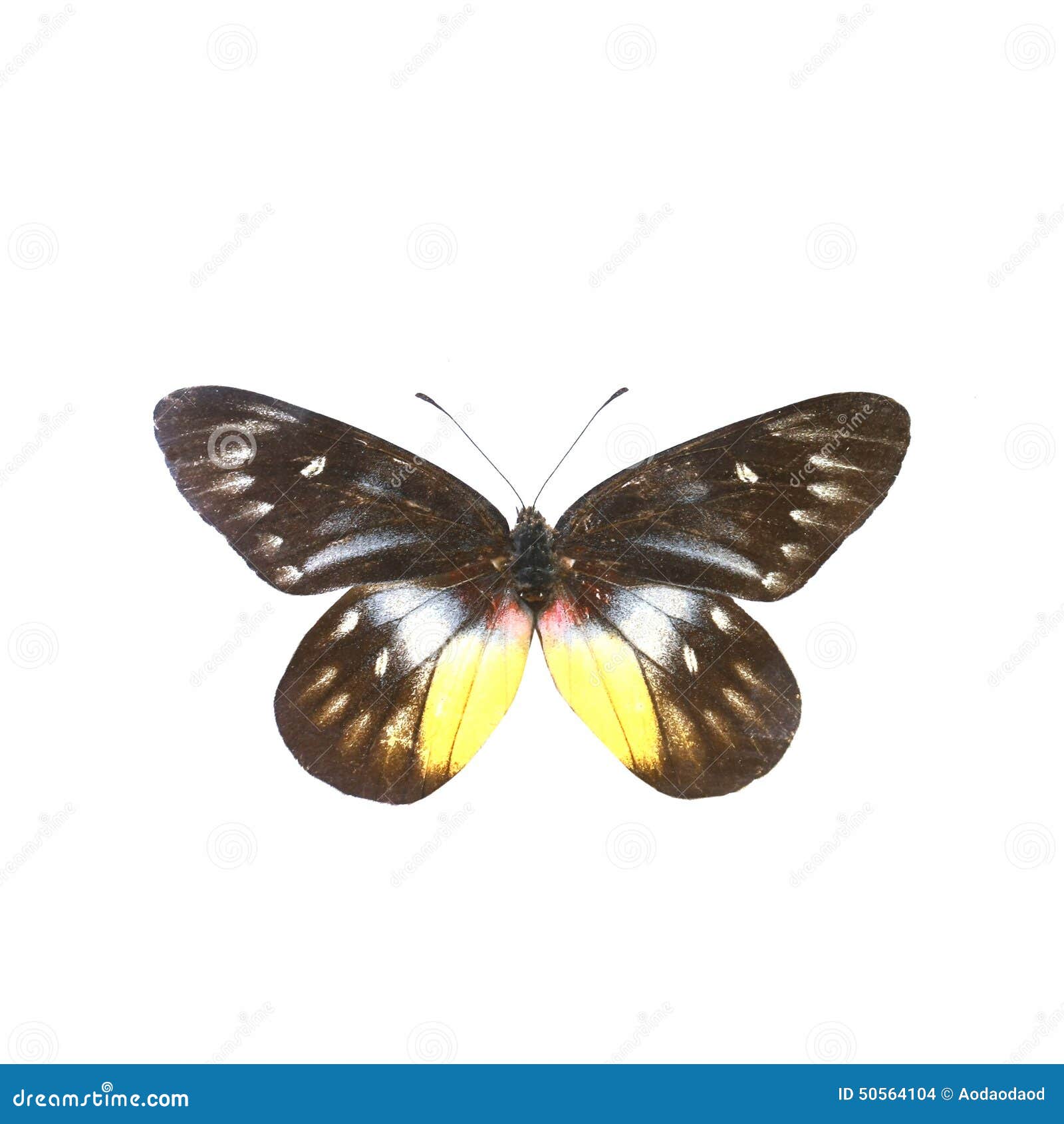 Colorful Butterfly Isolated on White Stock Photo - Image of femal, blue ...