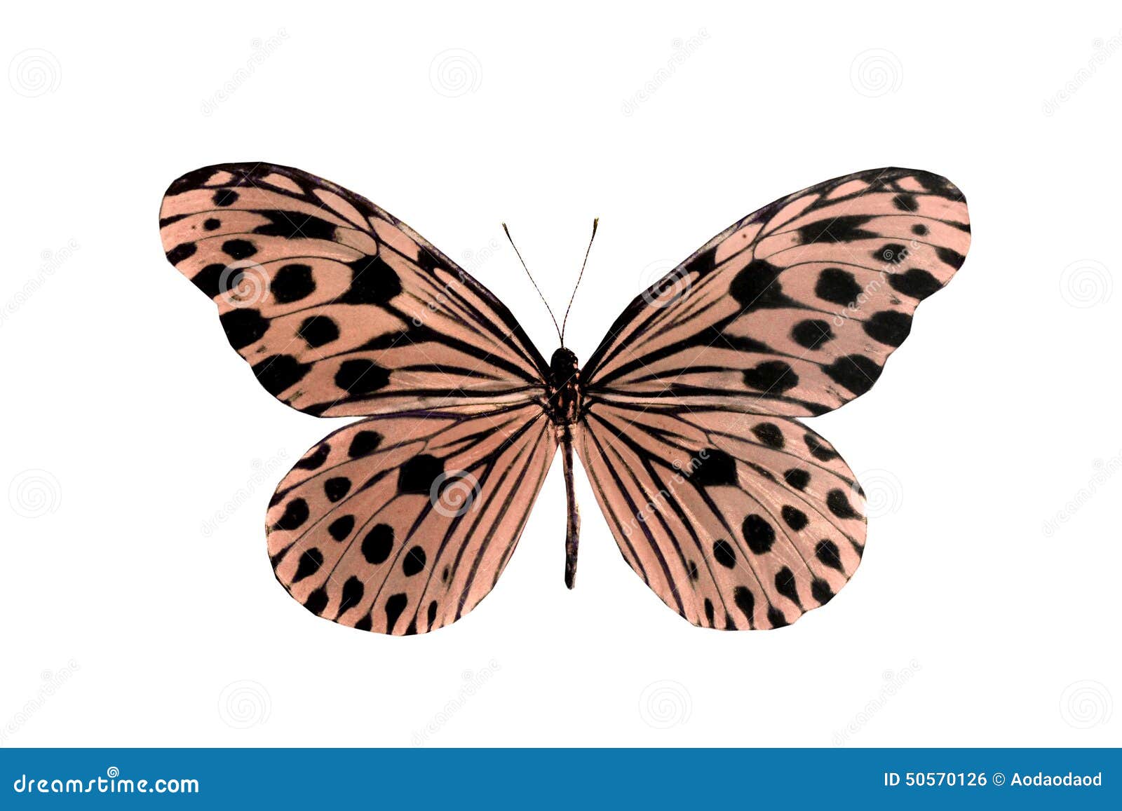 Colorful Butterfly Isolated on White Stock Photo - Image of black ...