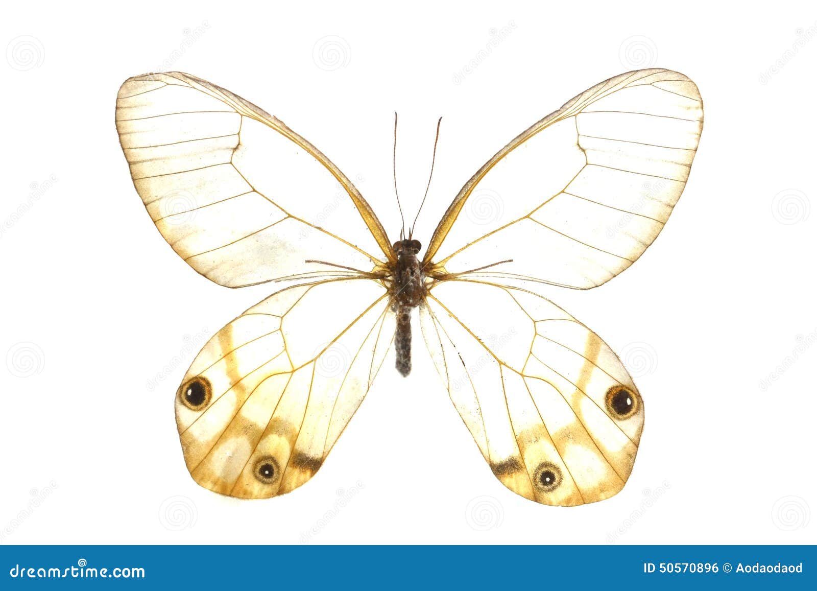 Colorful Butterfly Isolated on White Stock Photo - Image of migrant ...