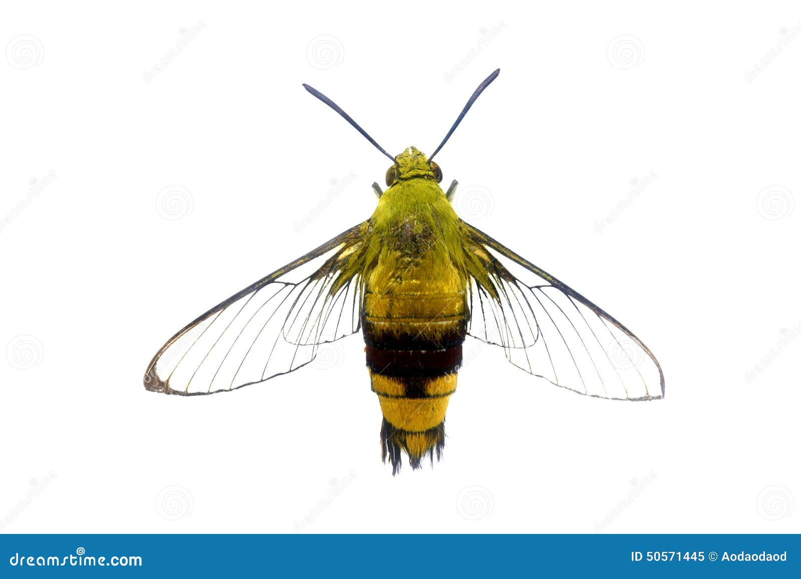 Colorful Butterfly Isolated on White Stock Image - Image of botanical ...