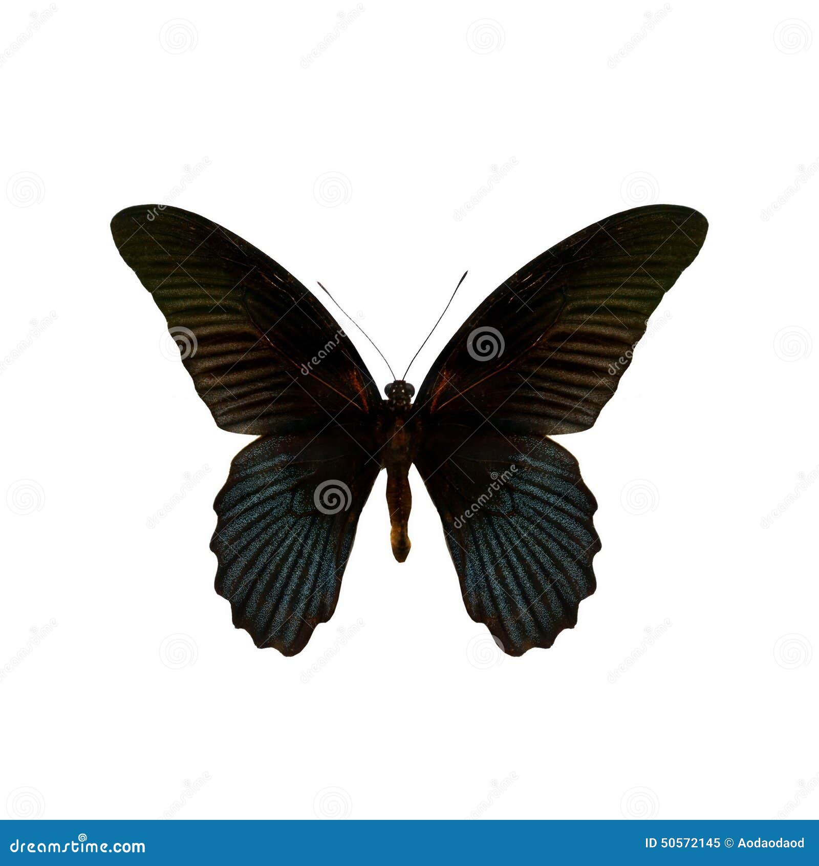 Colorful Butterfly Isolated on White Stock Image - Image of asia ...