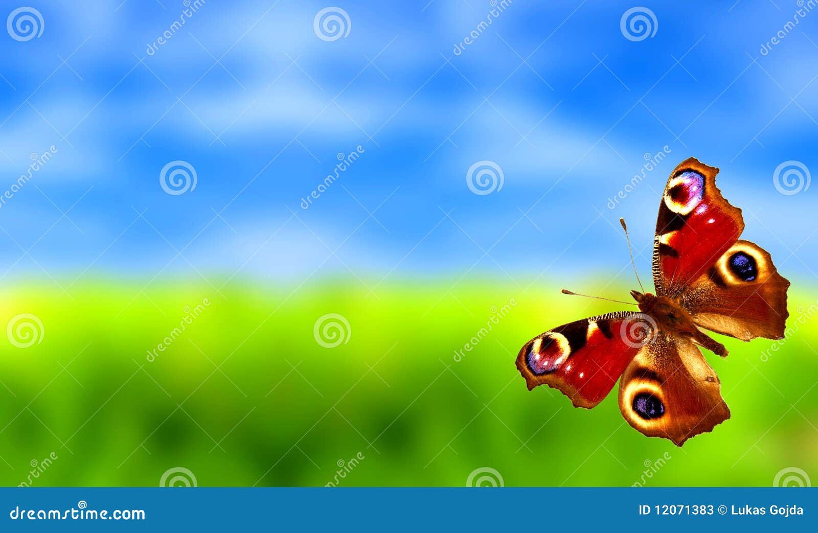 Colorful Butterfly with Ladybug Stock Image - Image of macro, space ...