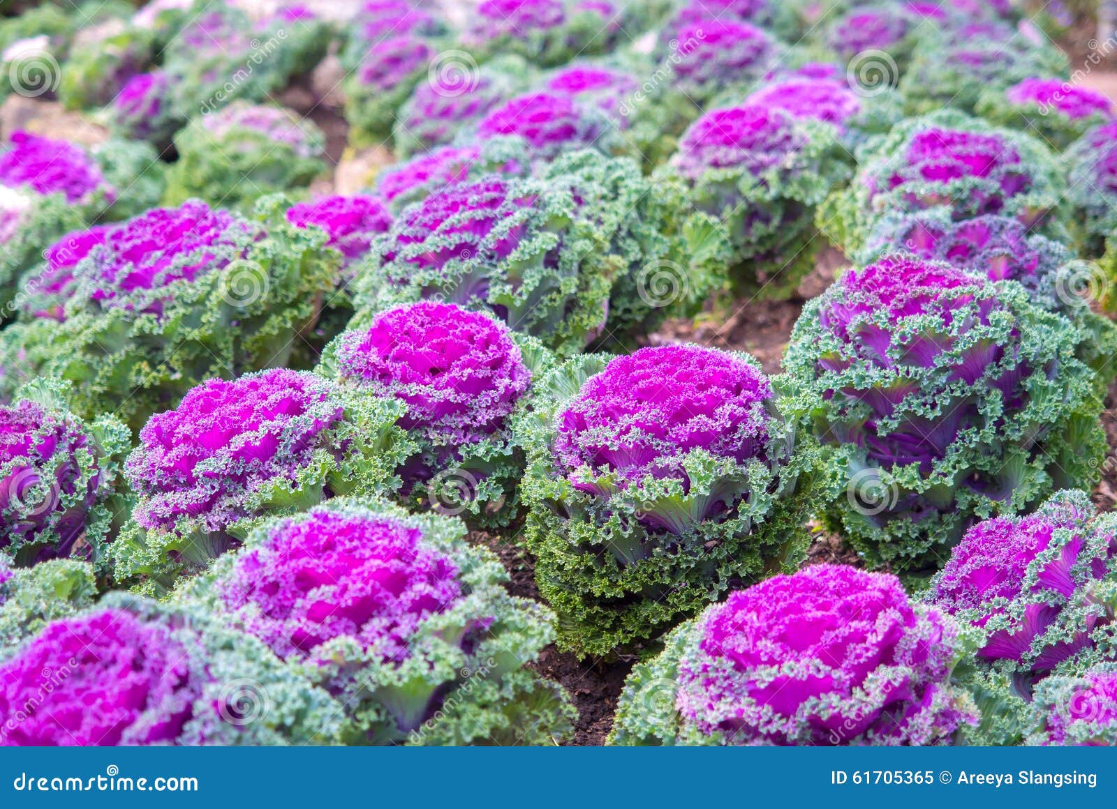 Colorful Cabbage in the Decorated Garden Stock Image - Image of ...