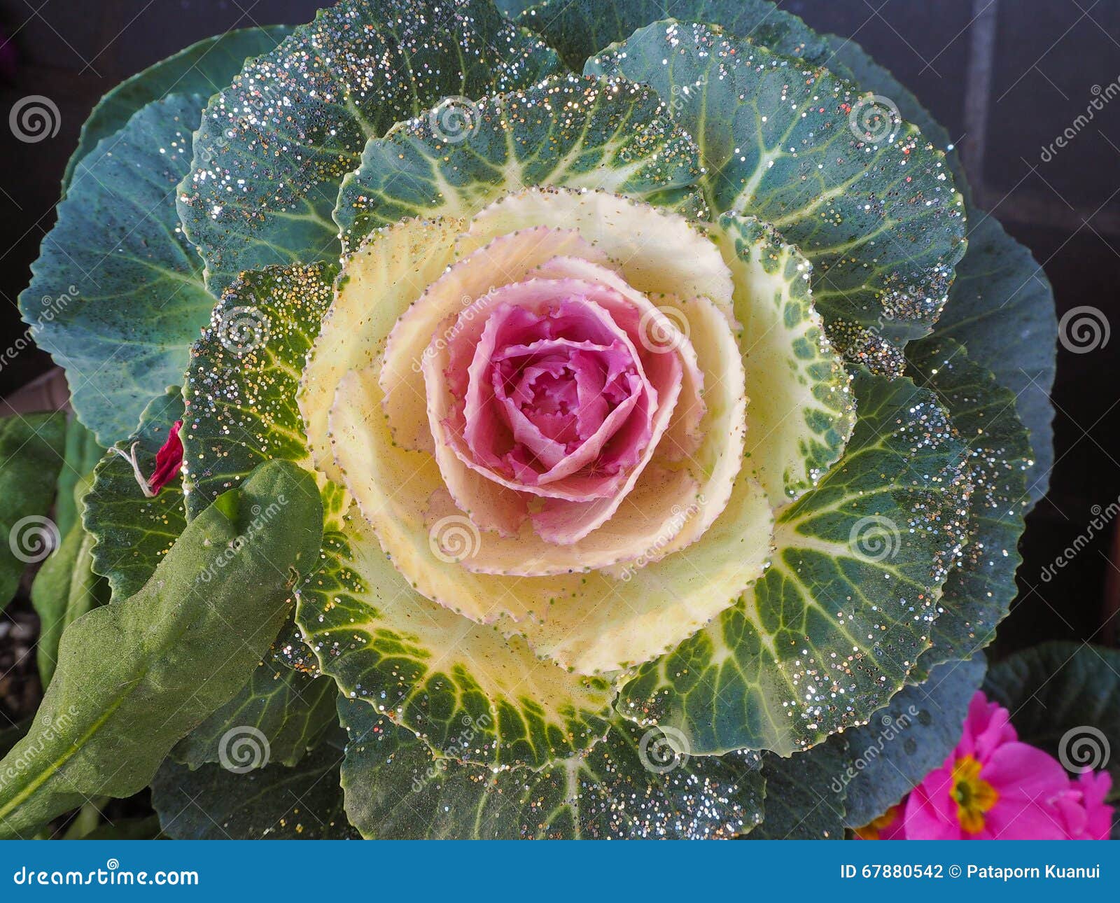 Colorful cabbage stock photo. Image of organic, foliage - 67880542