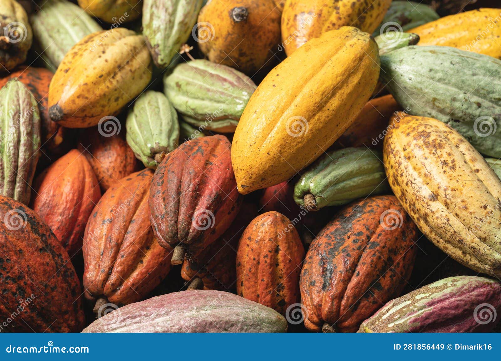 Colorful Cacao Pod Background Stock Image - Image of cocoa, botany ...