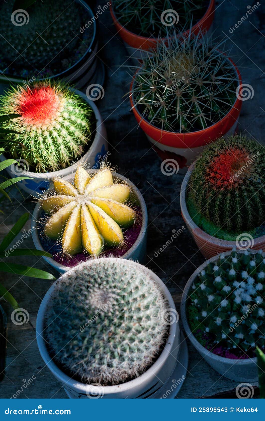 Colorful Cacti Cactus Plants Stock Image - Image of decoration ...