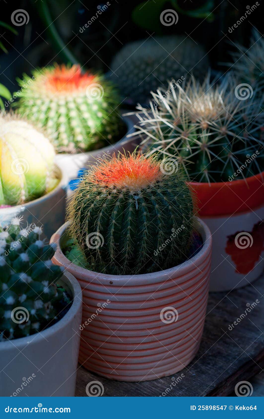 Colorful Cacti Cactus Plants Stock Image - Image of sharp, decorative ...