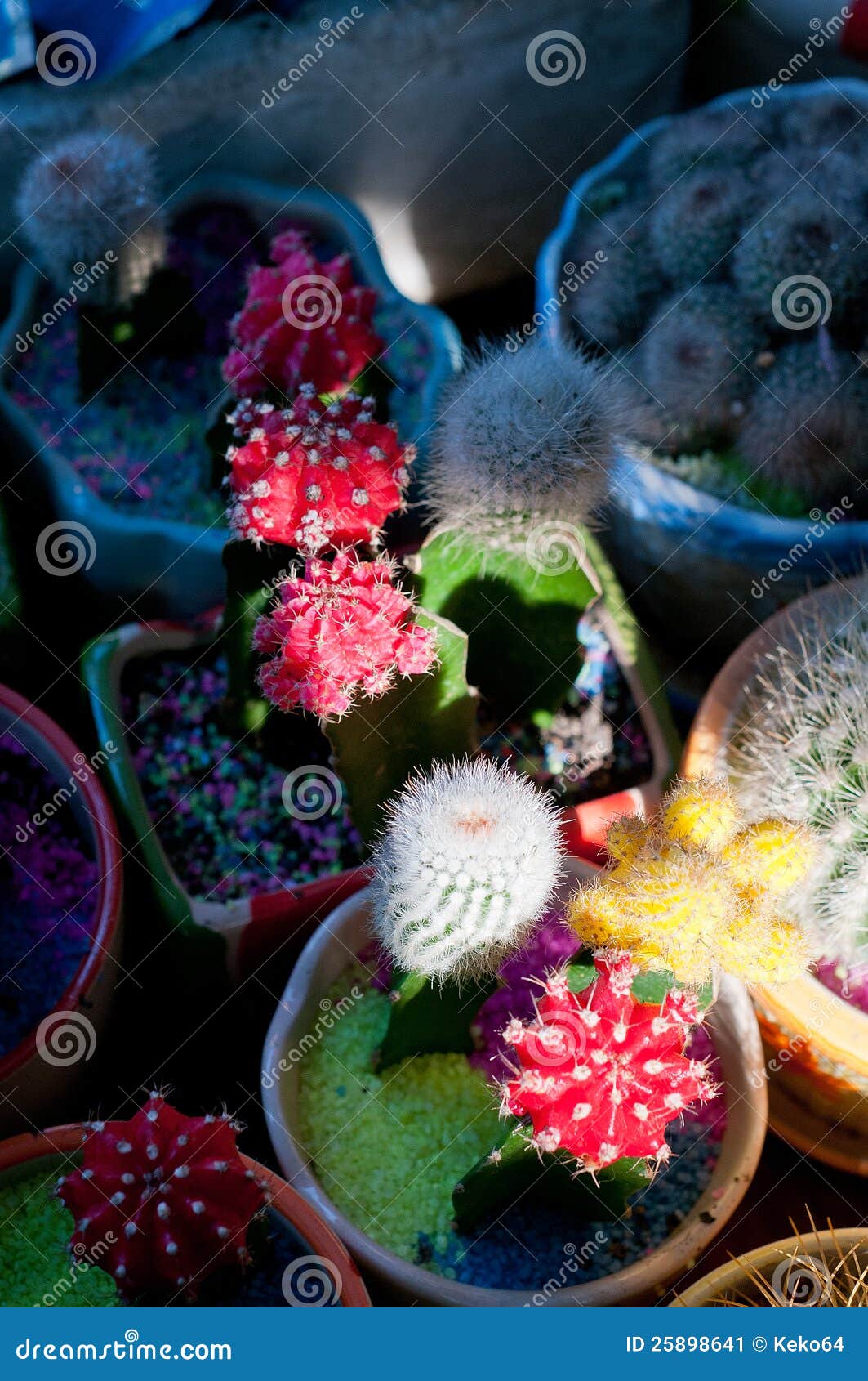 Colorful Cacti Cactus Plants Stock Image - Image of flower, blossom ...