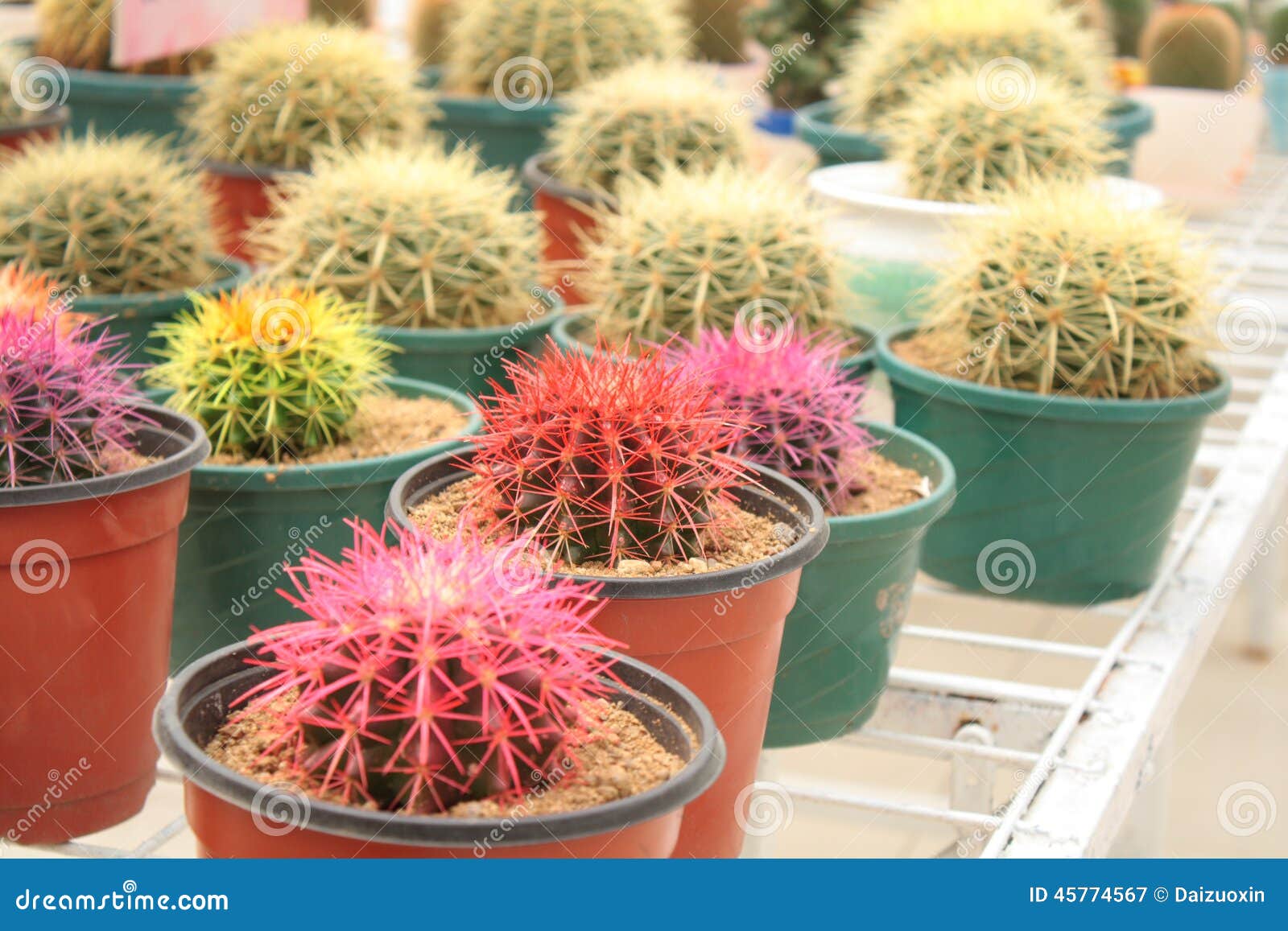 Colorful Cacti stock image. Image of objects, close, golden - 45774567