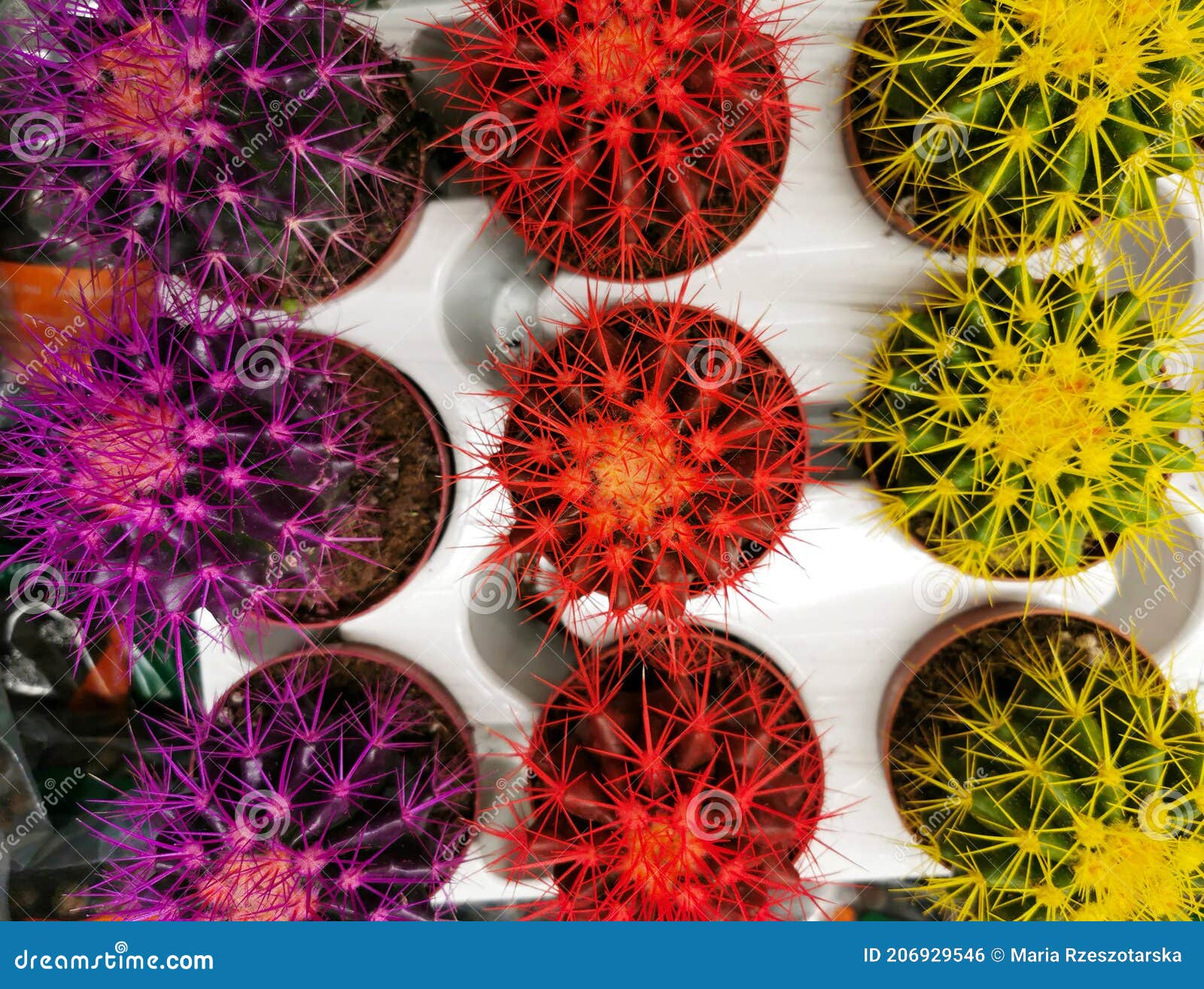 Colorful cacti stock photo. Image of desert, celebration - 206929546