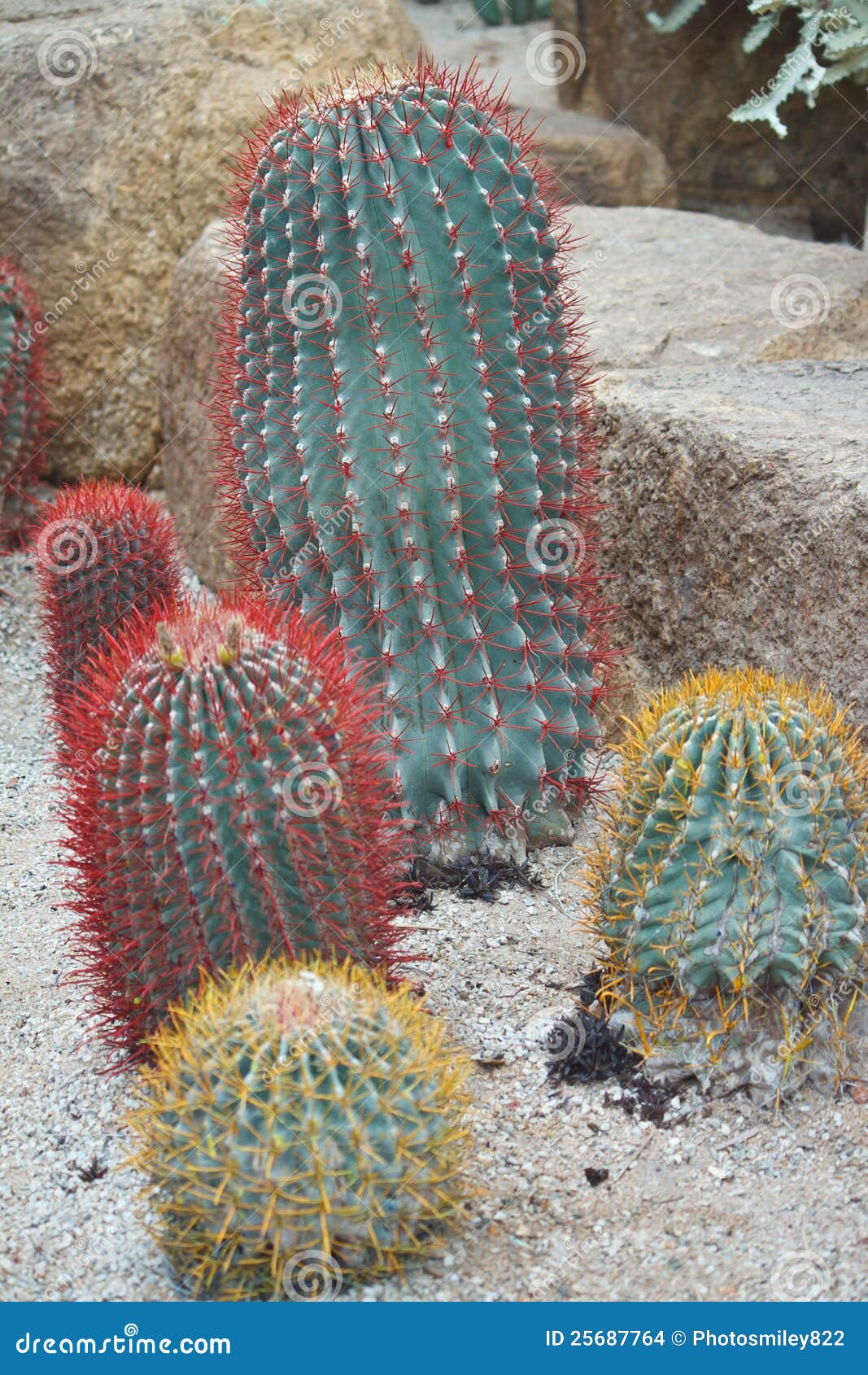 Colorful cactus stock photo. Image of cactus, nature - 25687764