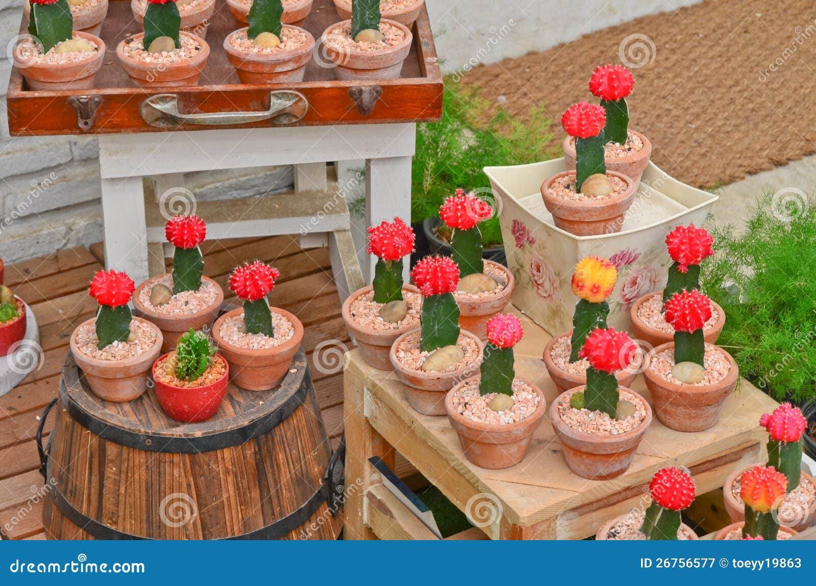 Colorful cactus stock image. Image of prickly, botany - 26756577