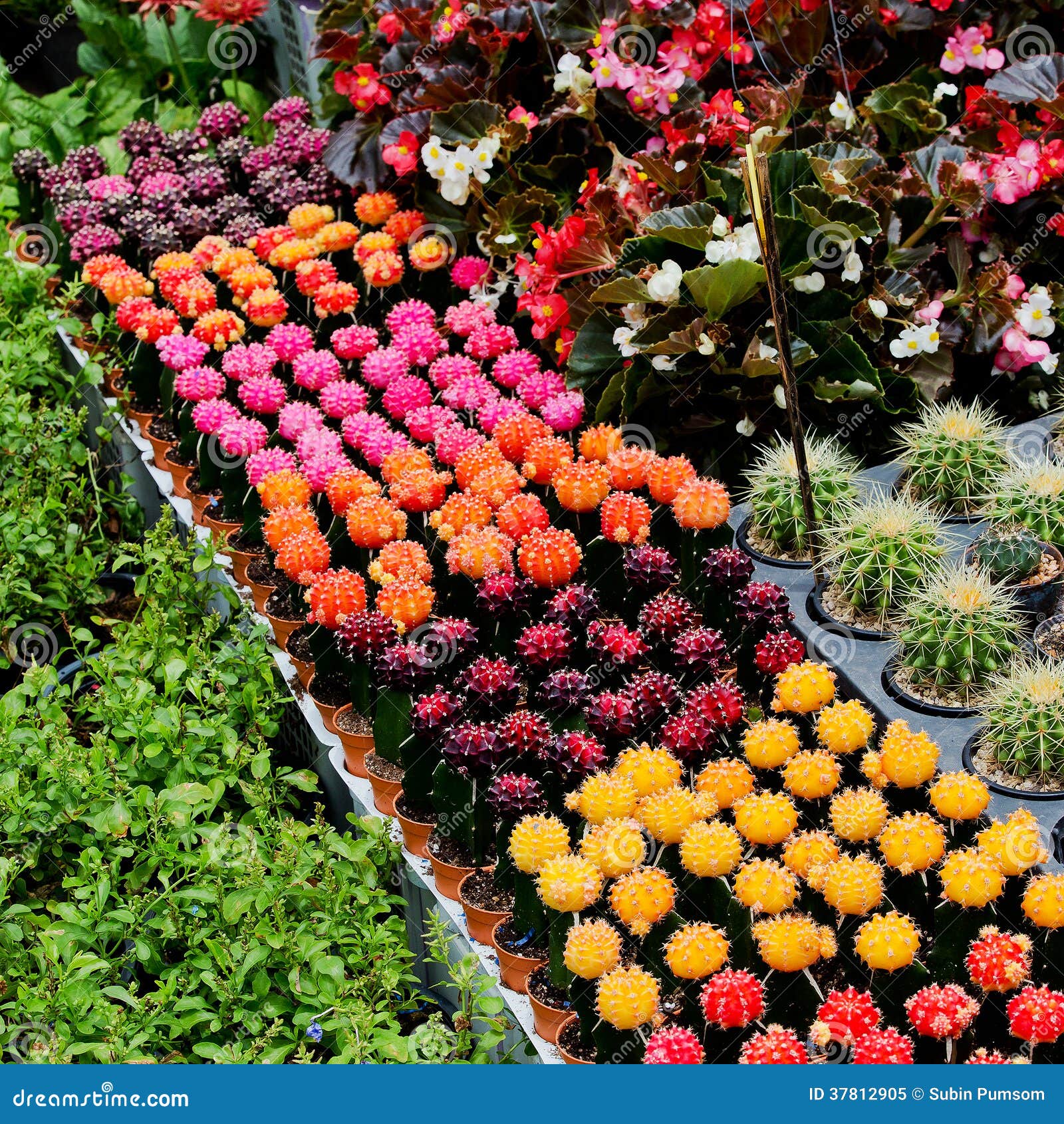 Colorful cactus. stock image. Image of colorful, galapagos - 37812905