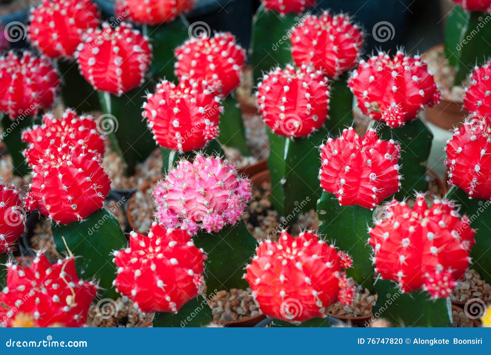 Colorful Cactus is Beautiful in the Garden. Stock Photo - Image of ...