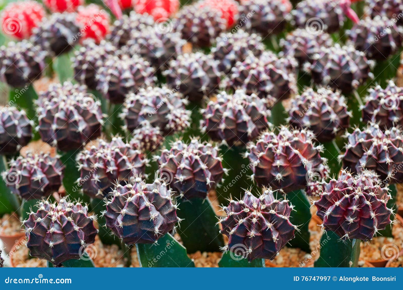 Colorful Cactus is Beautiful in the Garden. Stock Image - Image of ...