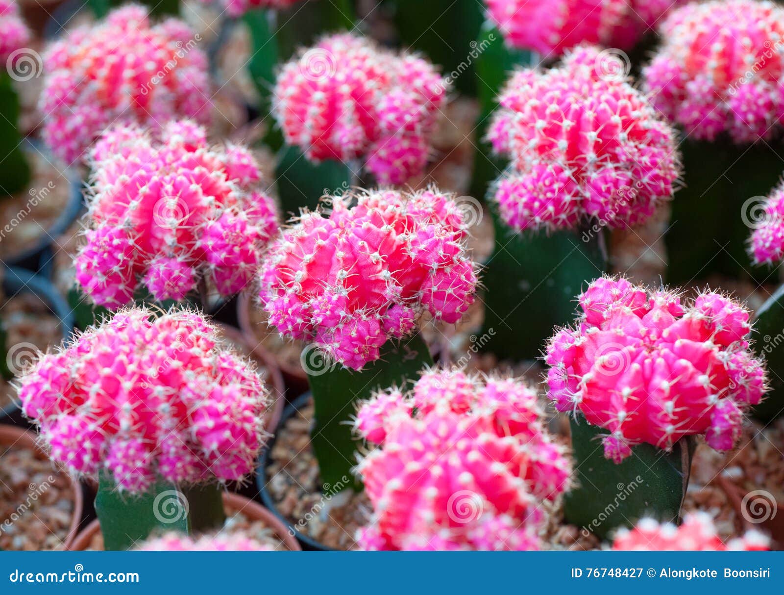 Colorful Cactus is Beautiful in the Garden. Stock Image - Image of ...