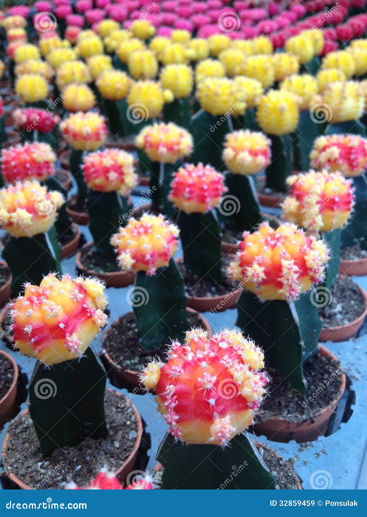 Colorful cactus stock image. Image of botany, cactus - 32859459