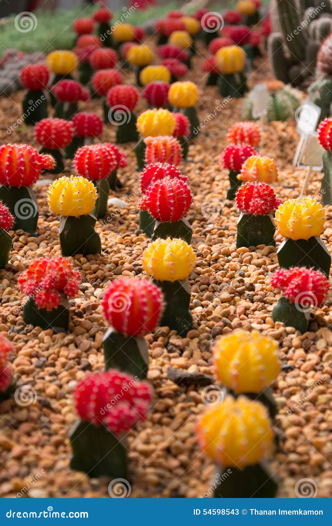 Colorful cactus stock image. Image of growth, desert - 54598543