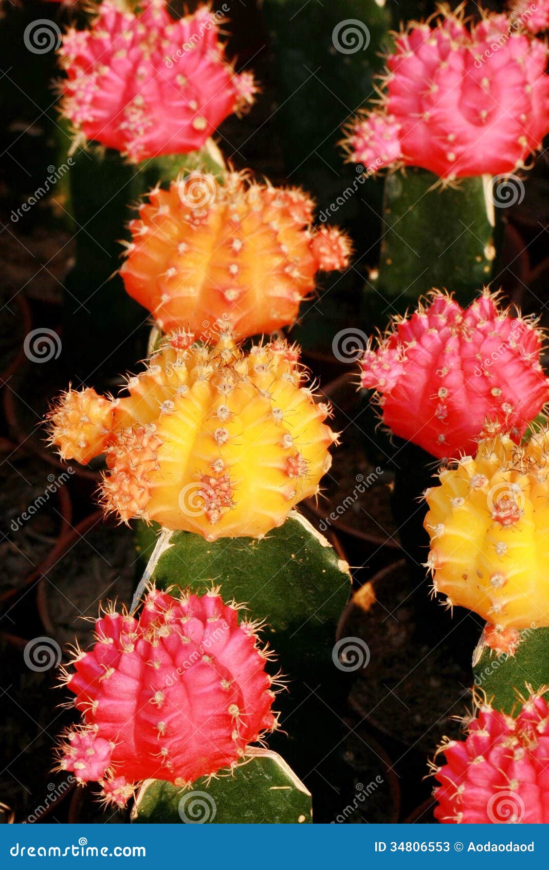 Colorful cactus stock image. Image of candy, color, green - 34806553