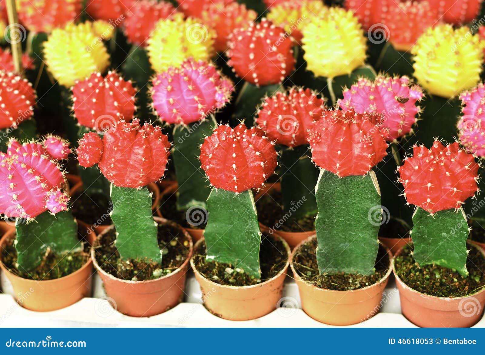 Colorful cactus stock image. Image of blooming, bouquet - 46618053