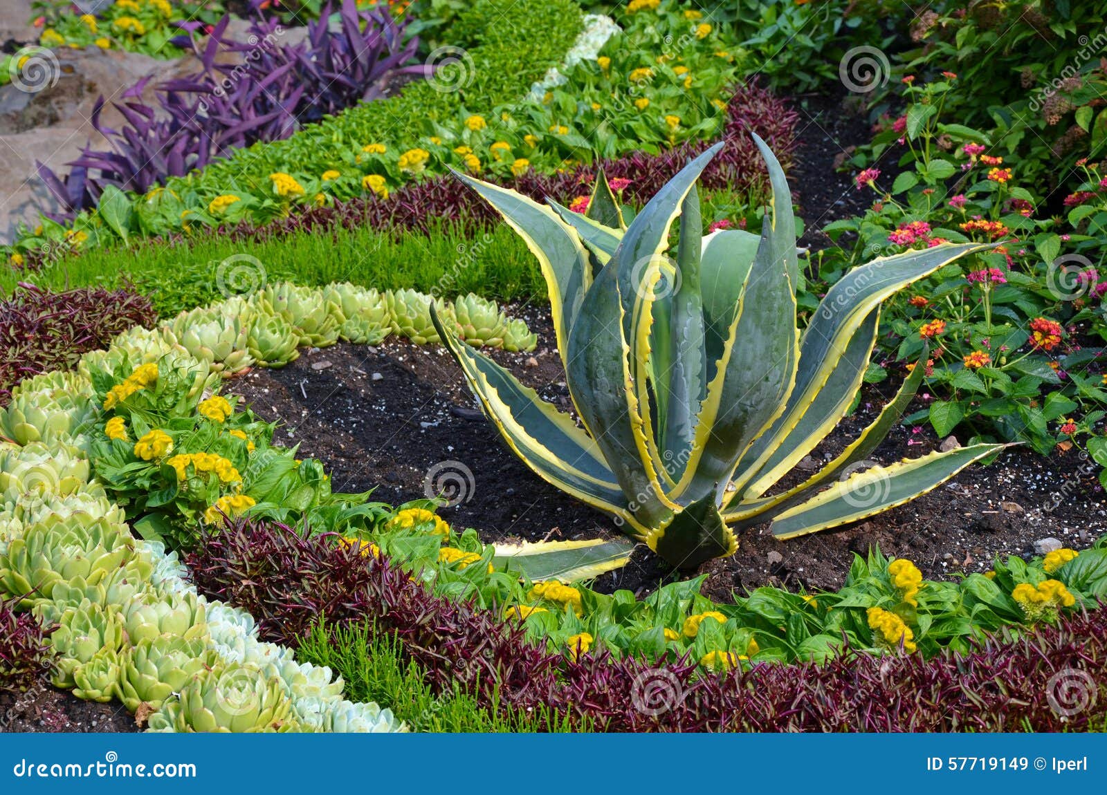 Colorful cactus garden stock image. Image of plants, flowers - 57719149