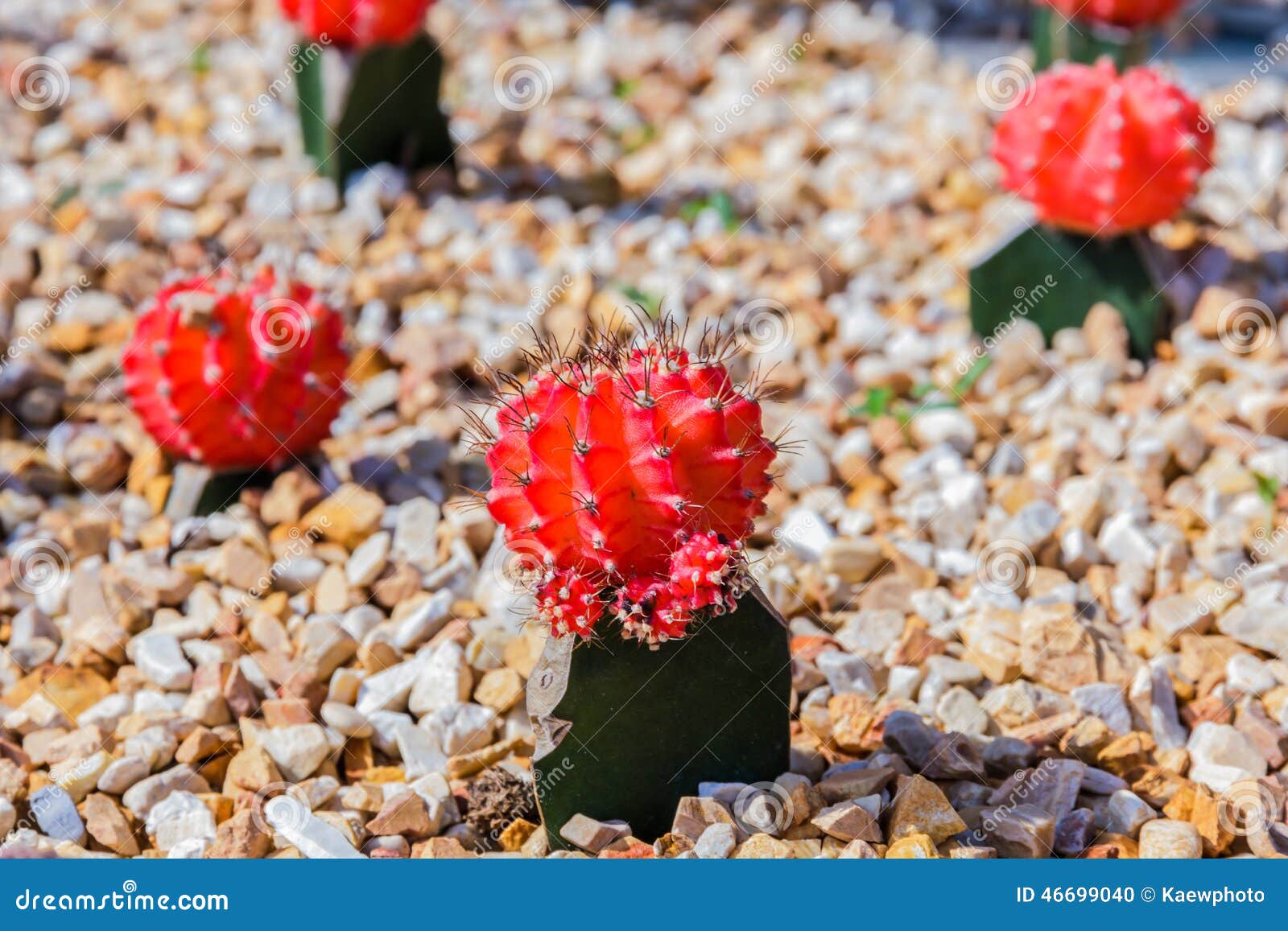 Colorful Cactus in the Garden Stock Photo - Image of single, green ...