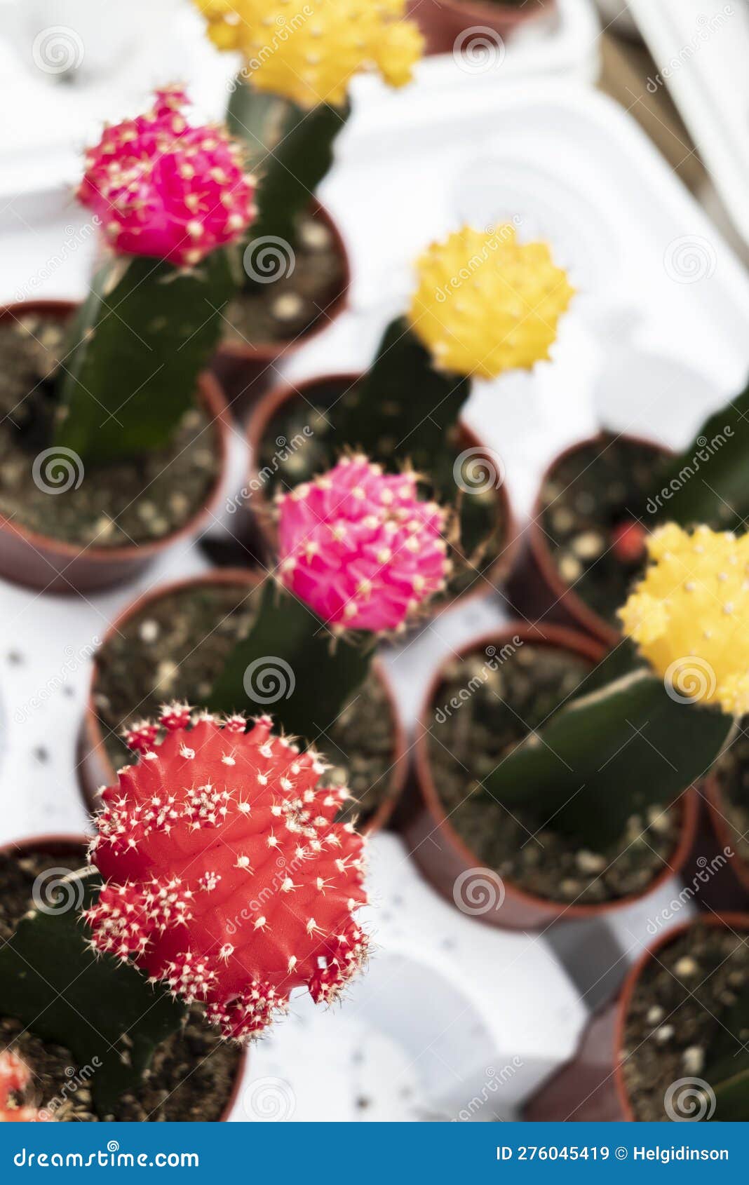 Colorful Cactus stock image. Image of colorful, garden - 276045419