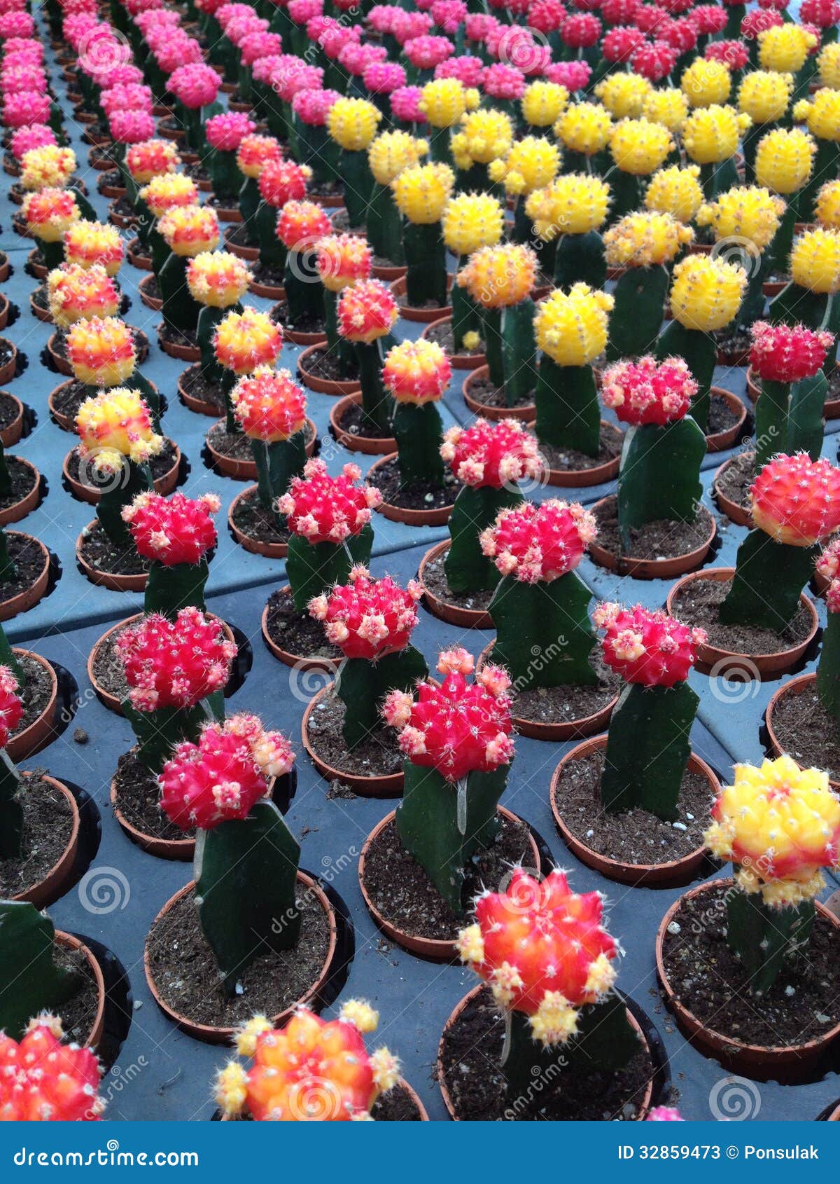 Colorful cactus stock image. Image of colorful, vivid - 32859473