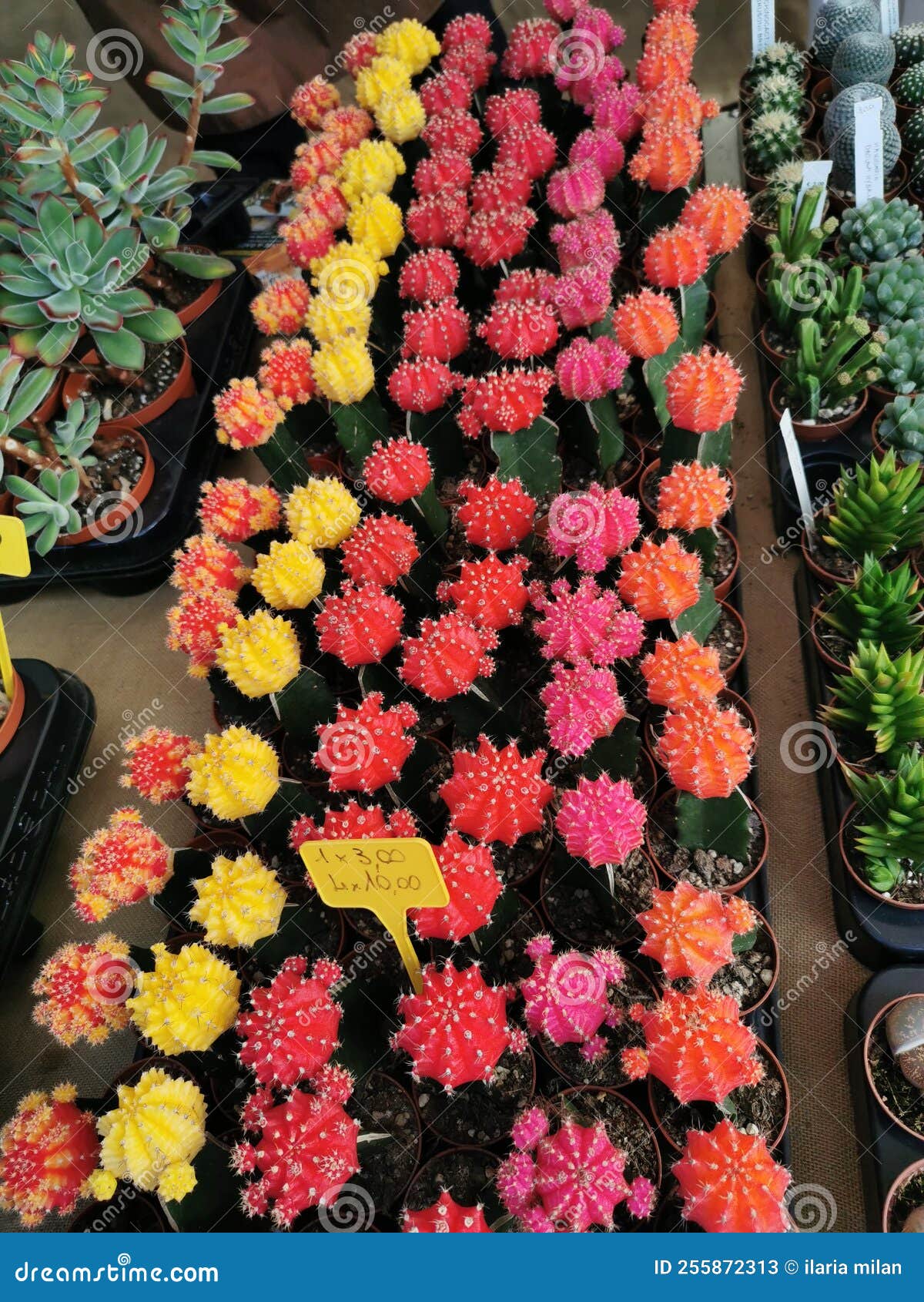 Colorful cactus market stock image. Image of flowera - 255872313