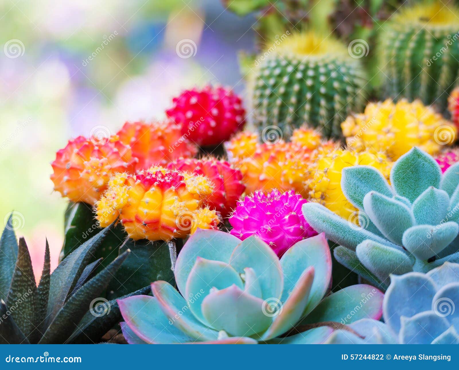 Colorful Cactus on Outdoor Nature Stock Photo - Image of sharp, cactus ...