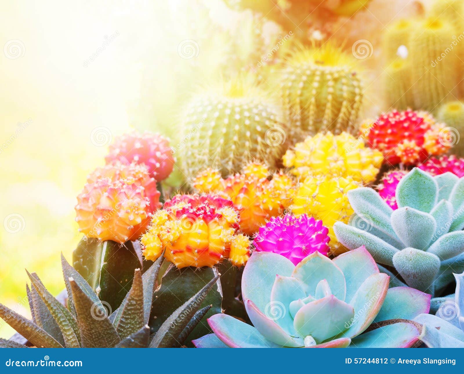 Colorful Cactus on Outdoor Nature Stock Photo - Image of color, summer ...