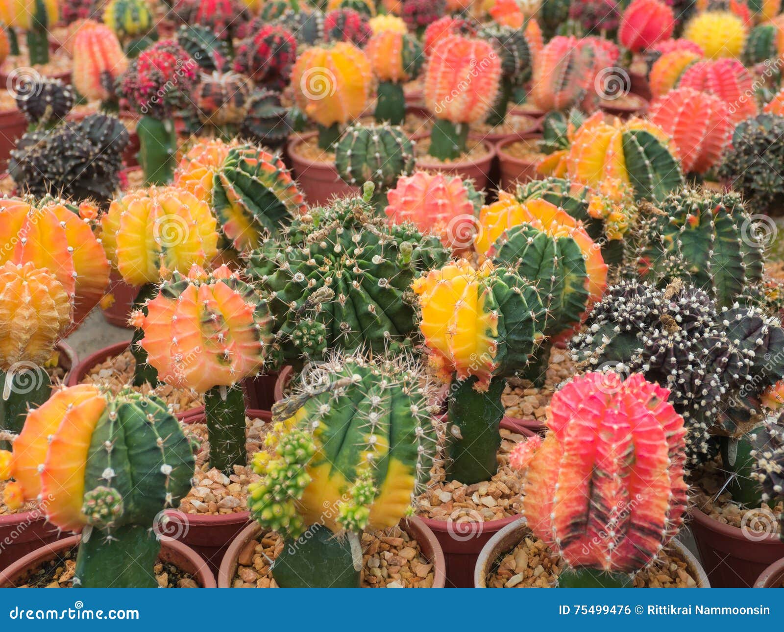 Colorful cactus stock photo. Image of spine, botanic - 75499476
