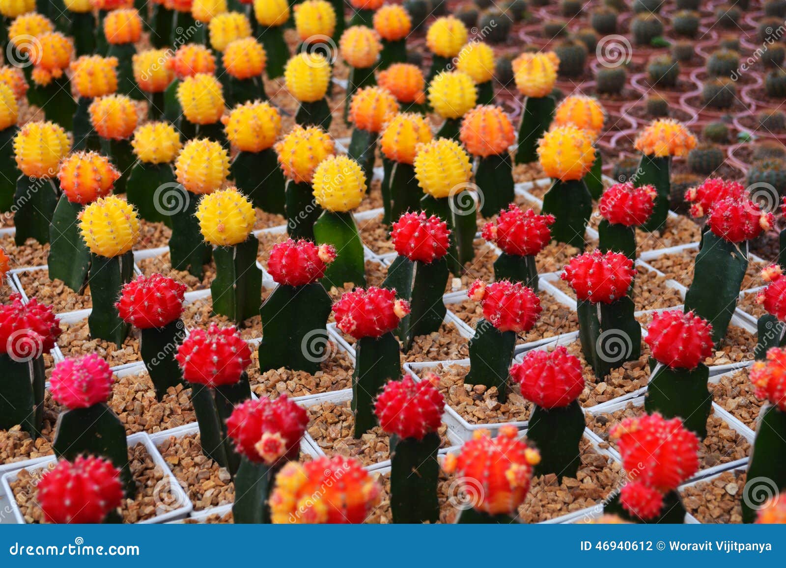 Colorful Cactus stock photo. Image of dangerous, outdoor - 46940612