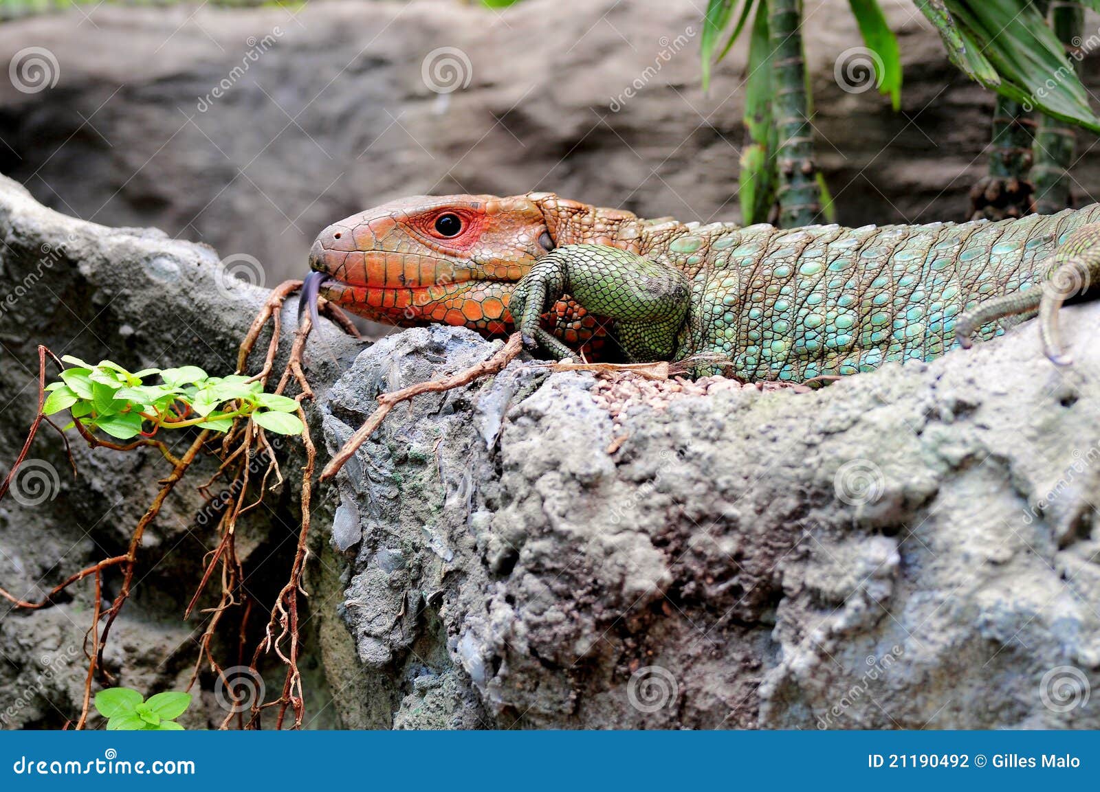 Colorful Caiman Lizard Royalty-Free Stock Image | CartoonDealer.com ...