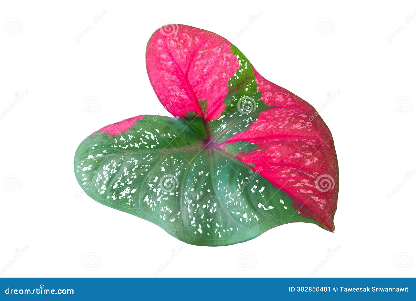 Variegated Caladium Bicolor Plant Isolated On White Background With ...