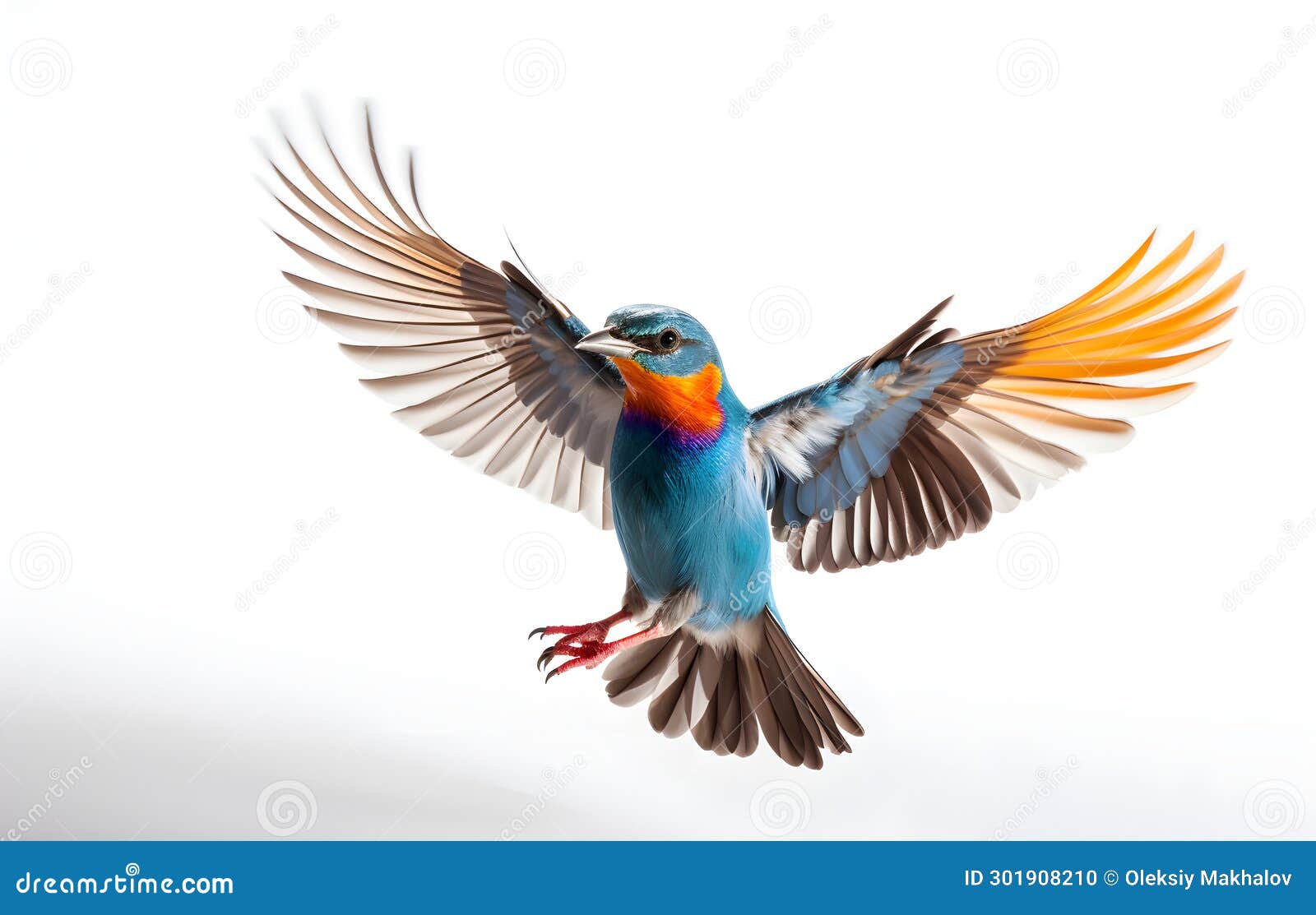 Colorful Calibri Bird Flying On White Background Stock Image ...