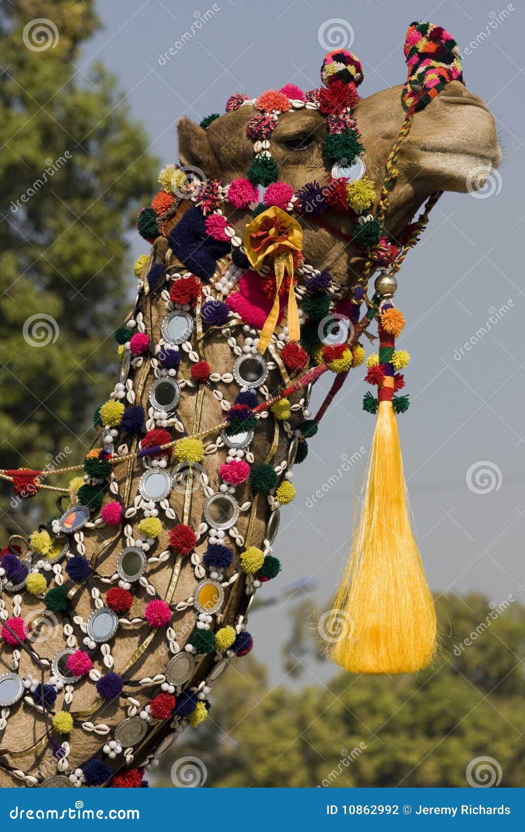 Colorful Camel stock photo. Image of ornate, republic - 10862992