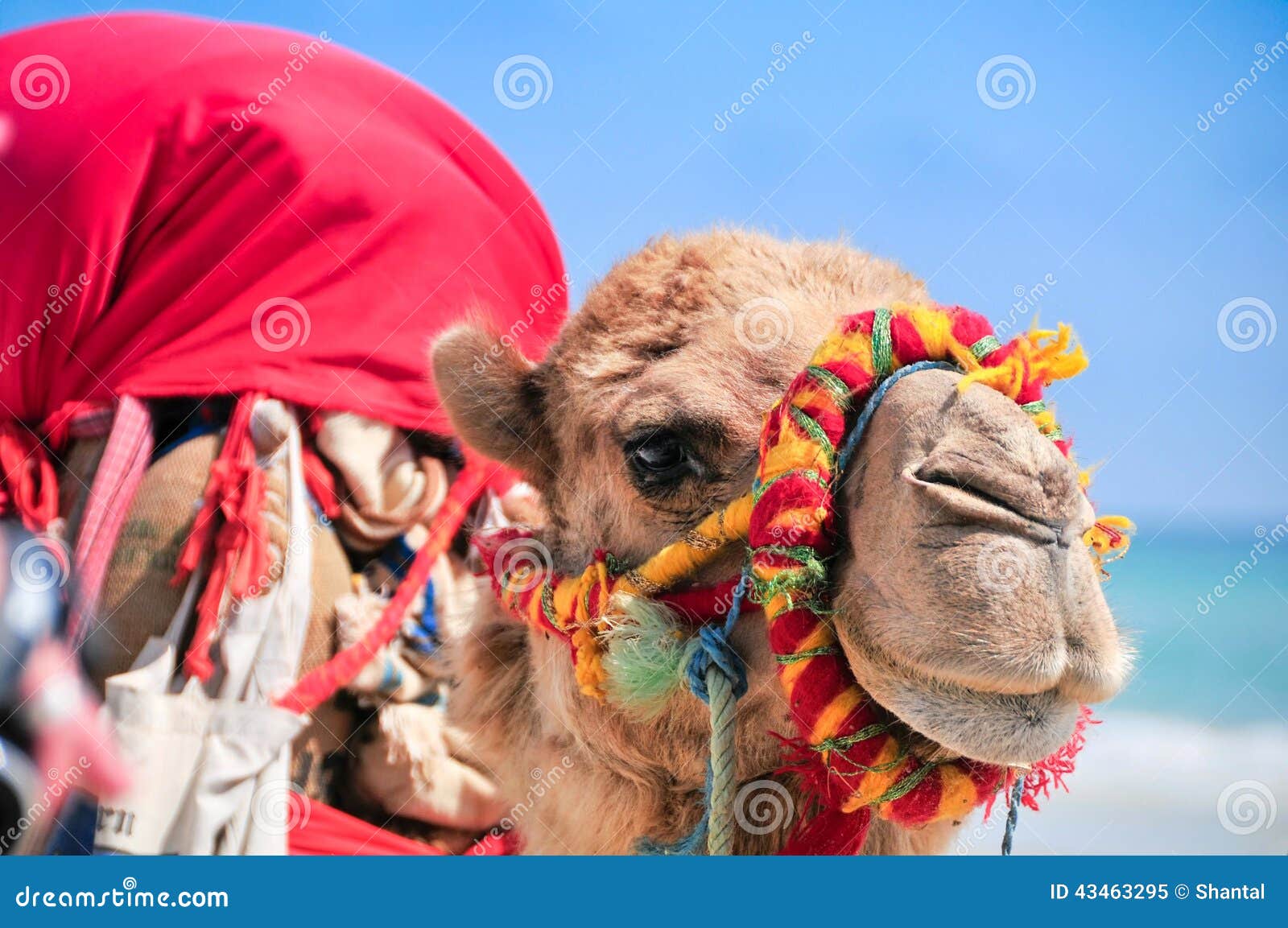 Colorful Camel at the Beach Stock Image - Image of dromedary, sunlight ...