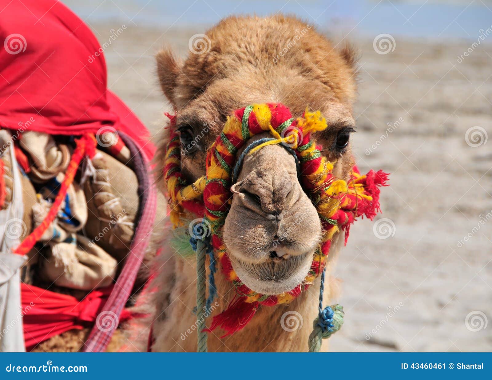Colorful Camel at the Beach in Tunisie Stock Image - Image of animal ...