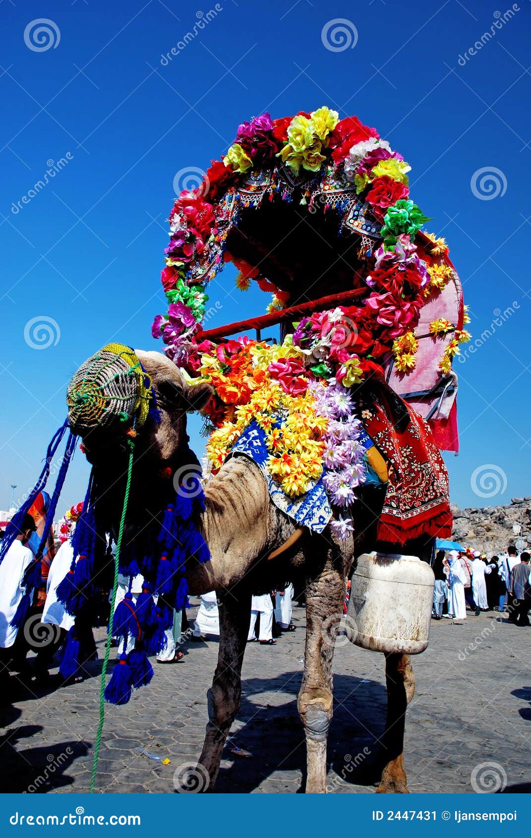 Colorful camel ride stock image. Image of arabia, gulf - 2447431