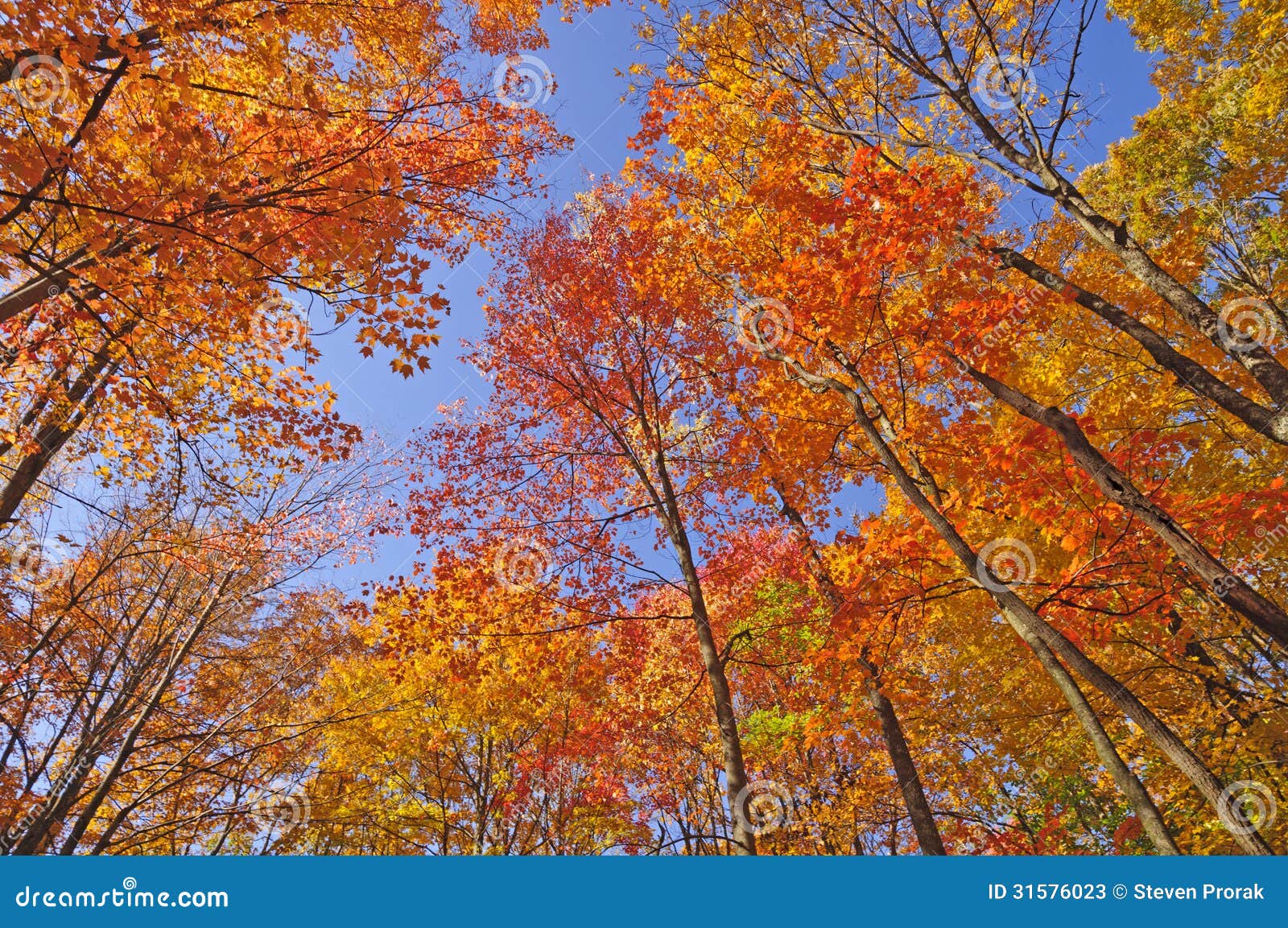 Colorful Canopy in the Fall Stock Image - Image of county, brown: 31576023